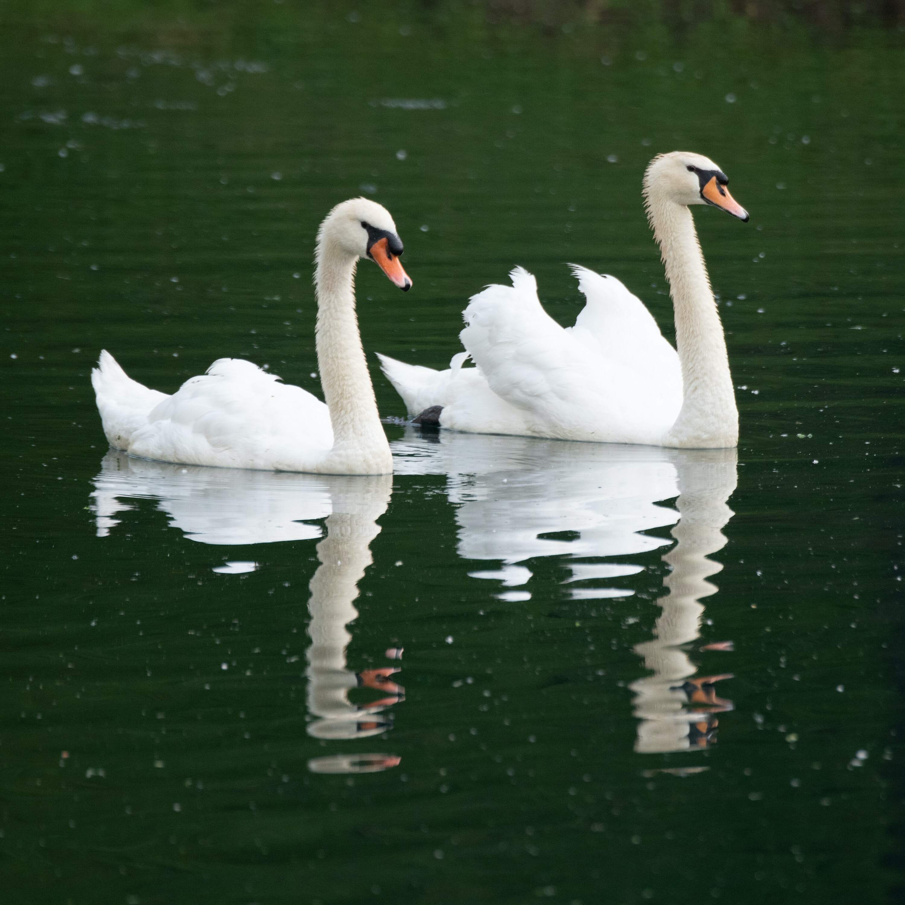 Evening with the Swans: A Majestic Wildlife Experience - CotswoldXL ...