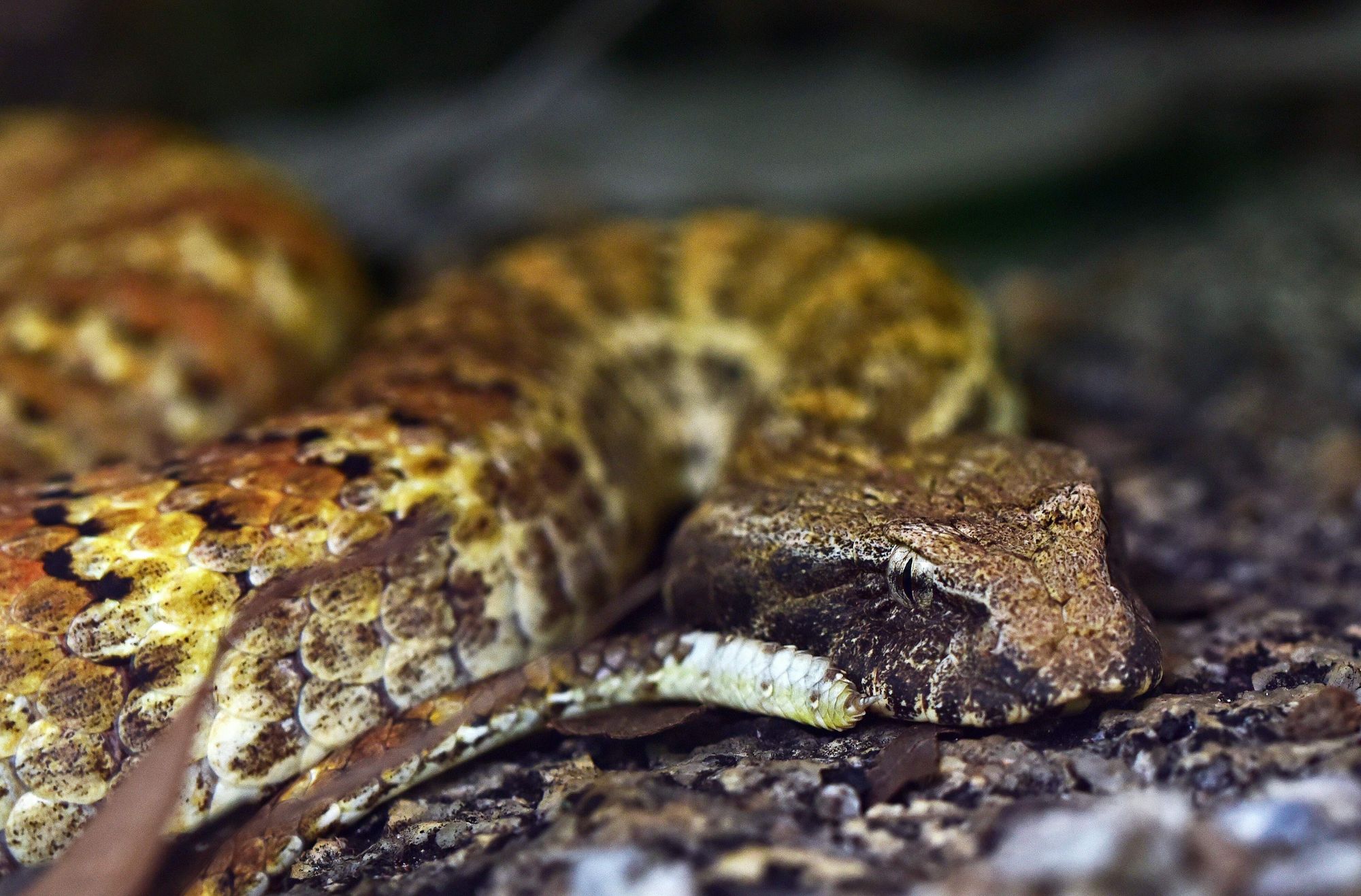 British Snake Species: Unveiling the Mystery of these Elusive Creatures ...