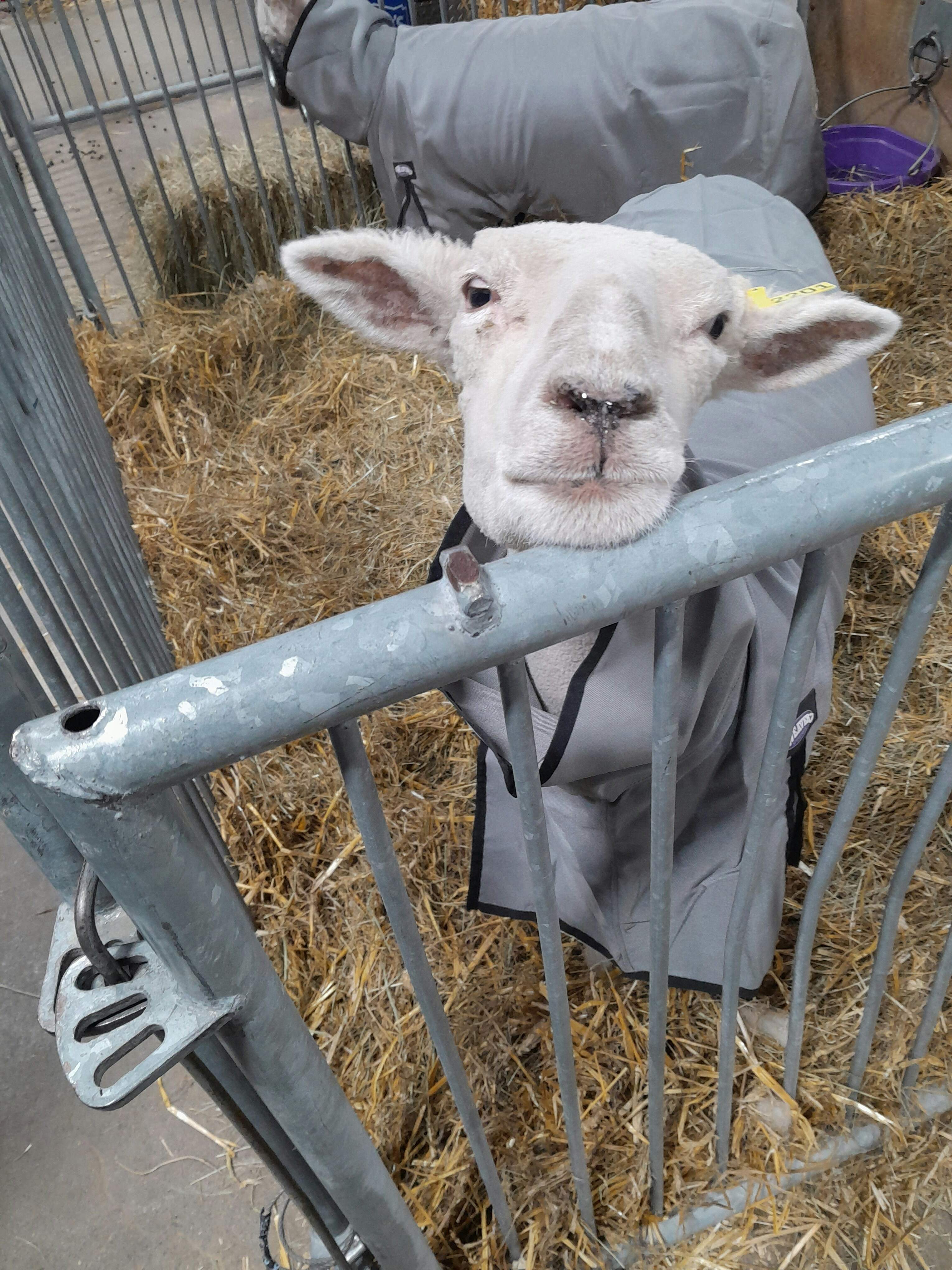The Cotswold Show in Cirencester 2024: A Celebration of Rural Life ...
