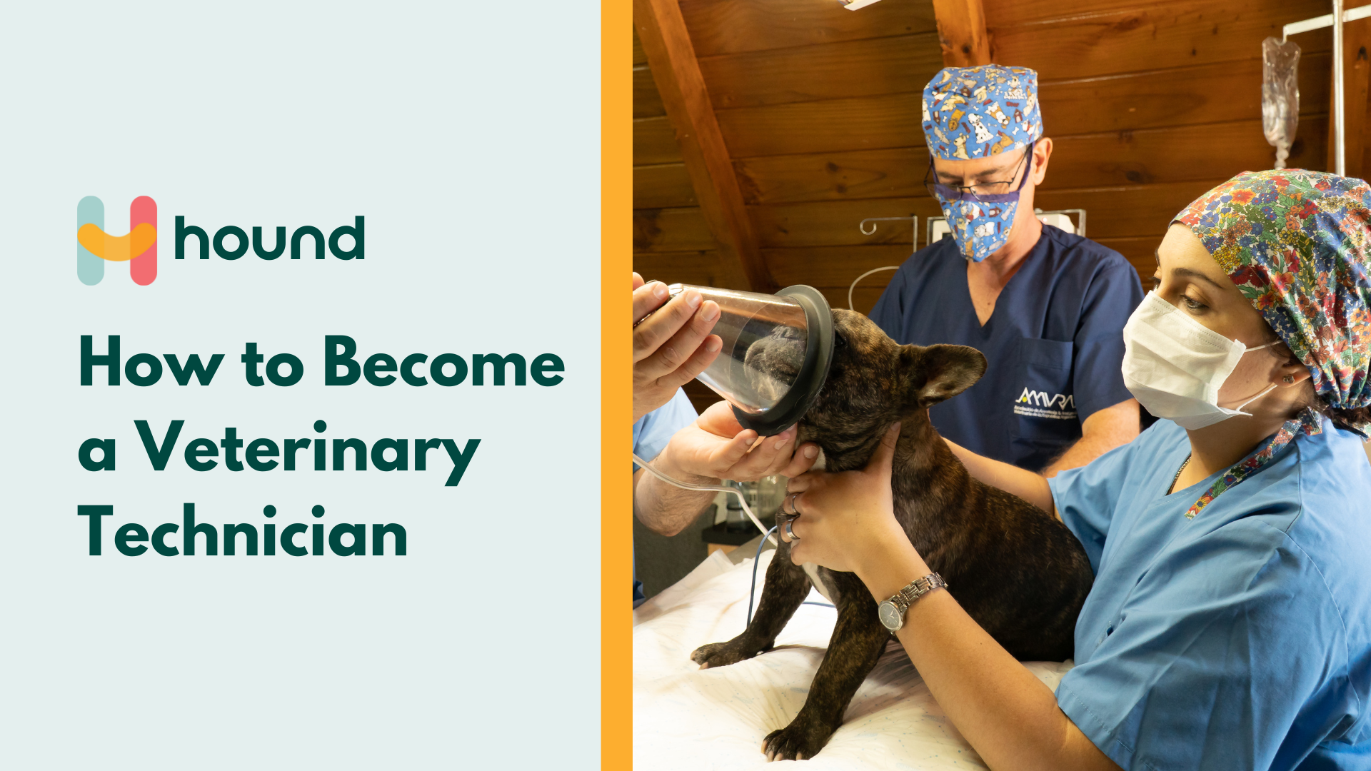 How to Become a Veterinary Technician | hound