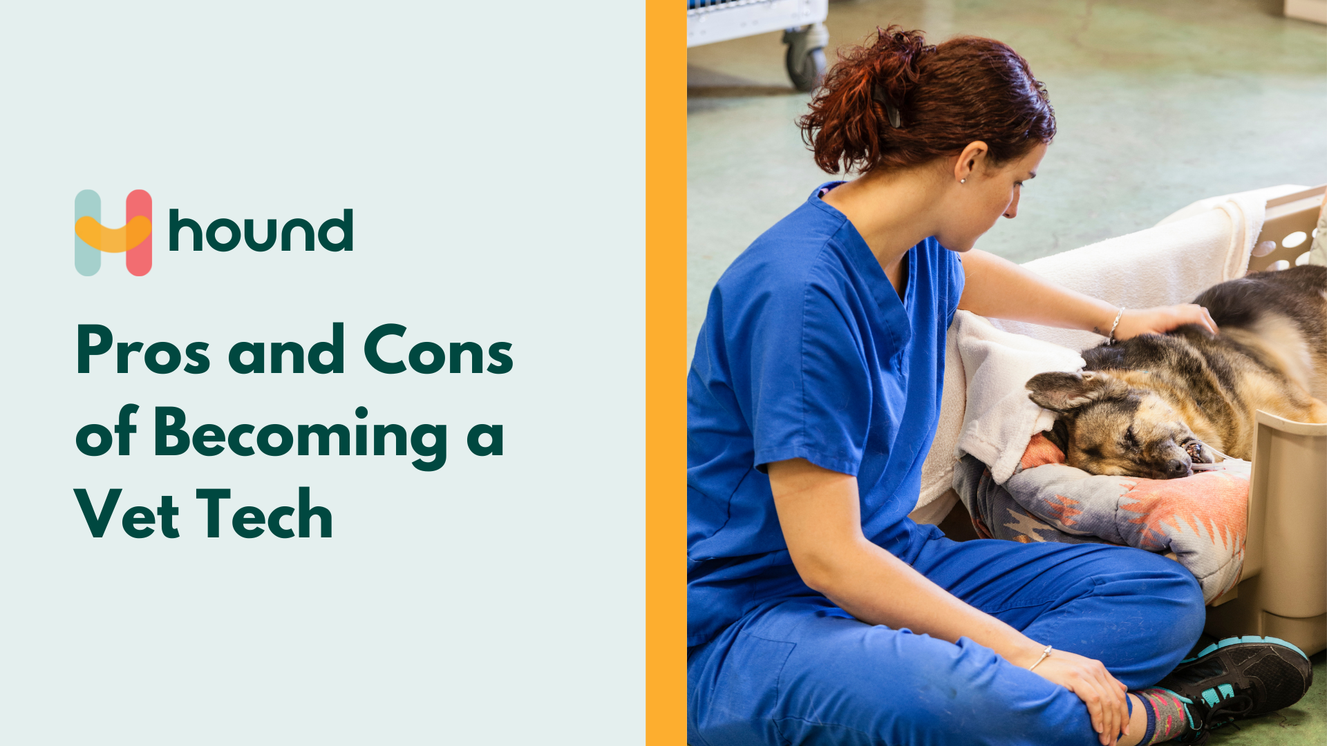 Pros and Cons of Becoming a Veterinary Technician | hound