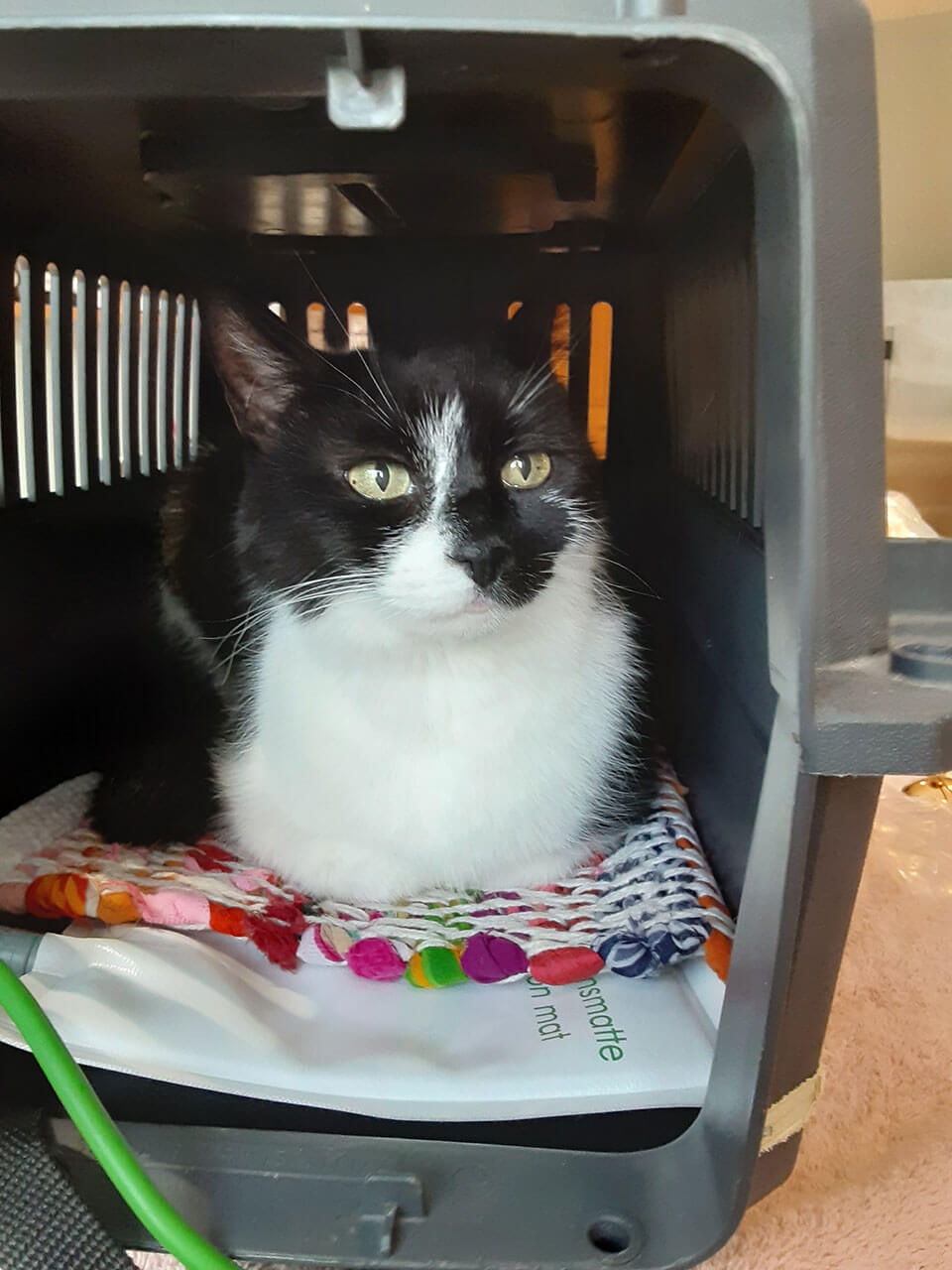 High-Quality Vet Bicom Services | Holistic Vet Healing Clinic in Exeter, NH