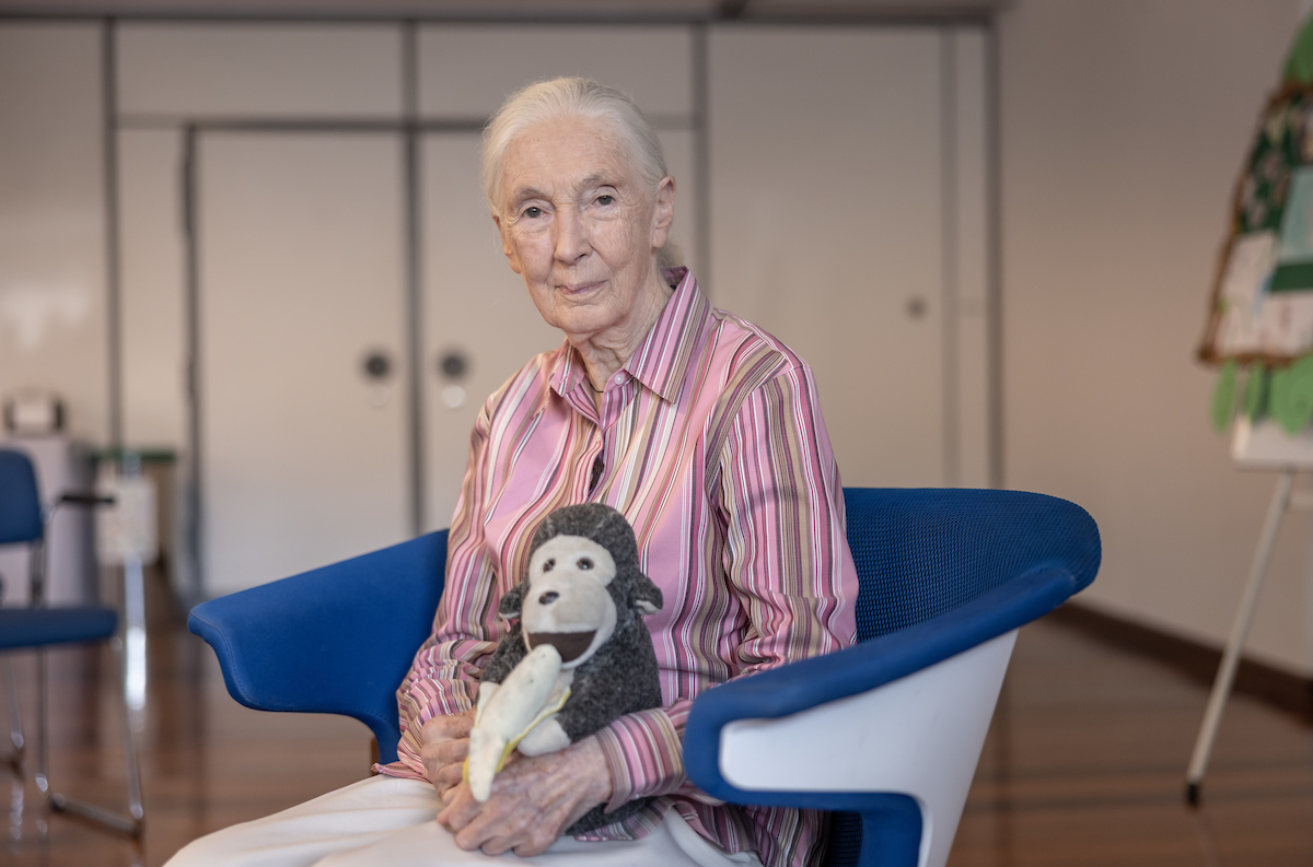 Prestes a completar 90 anos, Jane Goodall viaja o mundo para convencer ...