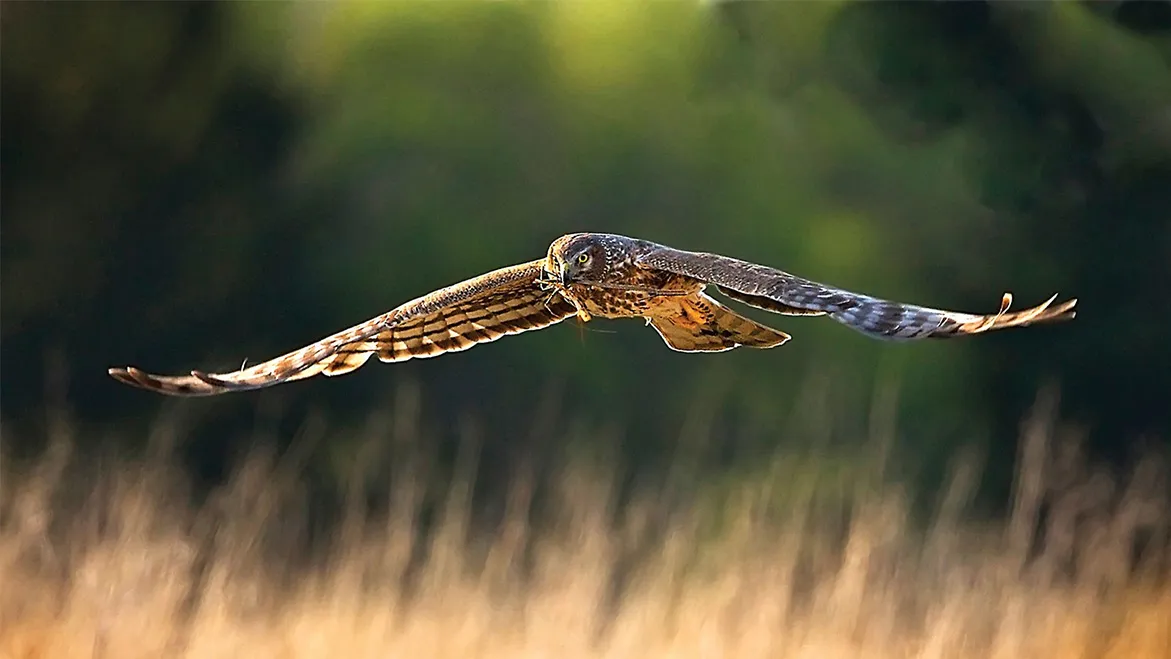 HALCON | Award-Winning Master Craftsmanship