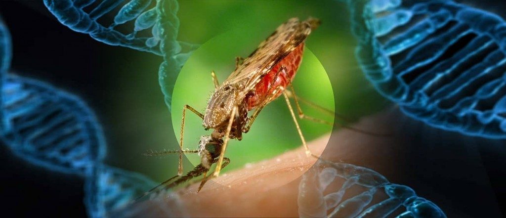 Yale Study: Wild Mosquitoes Retained Genes Of Genetically Modified ...