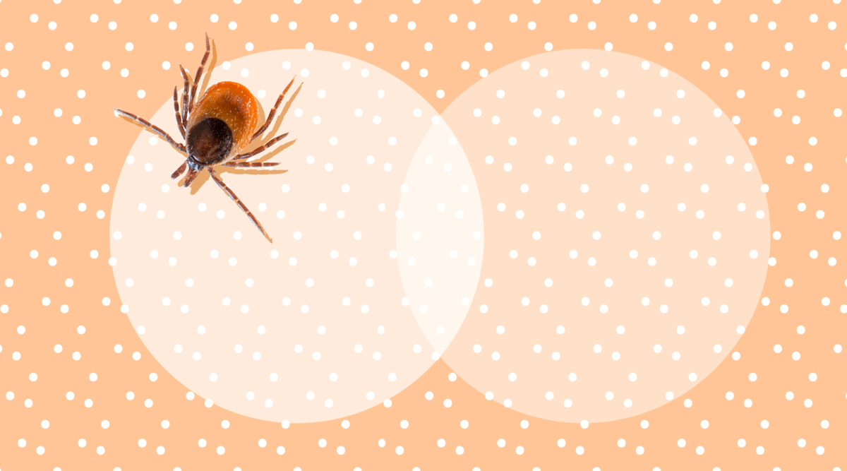 Real Simple: What to Do The Moment You Discover a Tick on Your Body
