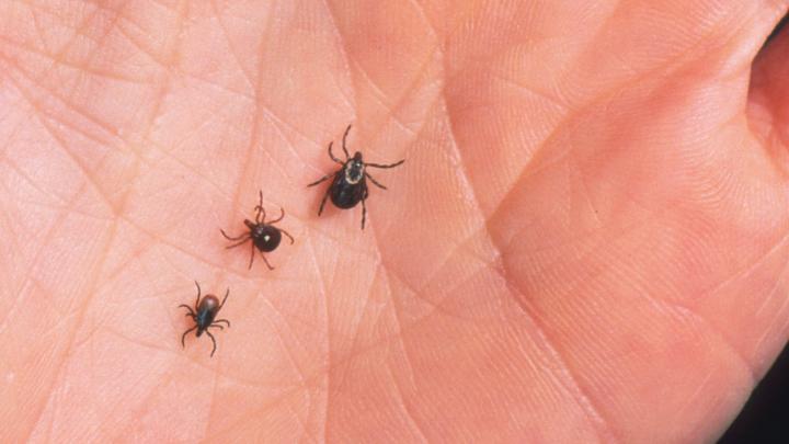 Old Farmer’s Almanac: Tick Bite Treatment and Removal