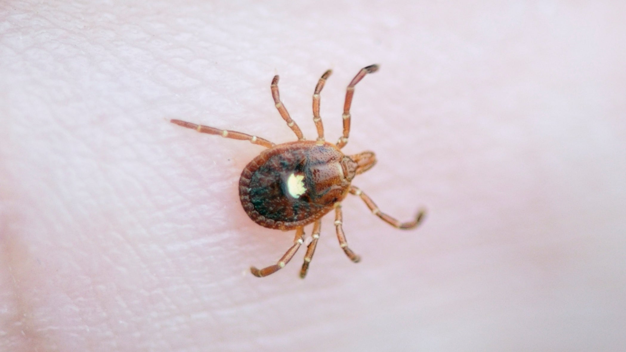 Backpacker: Scientists Found a Tick Weeks Ahead of Schedule. For Hikers ...
