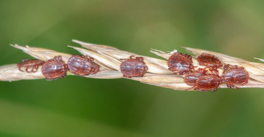Farm Progress: Asian longhorned tick found again in Ohio
