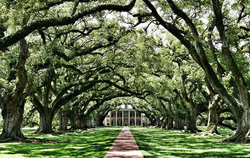 Louisiana Nursing License & Board of Nursing Guide