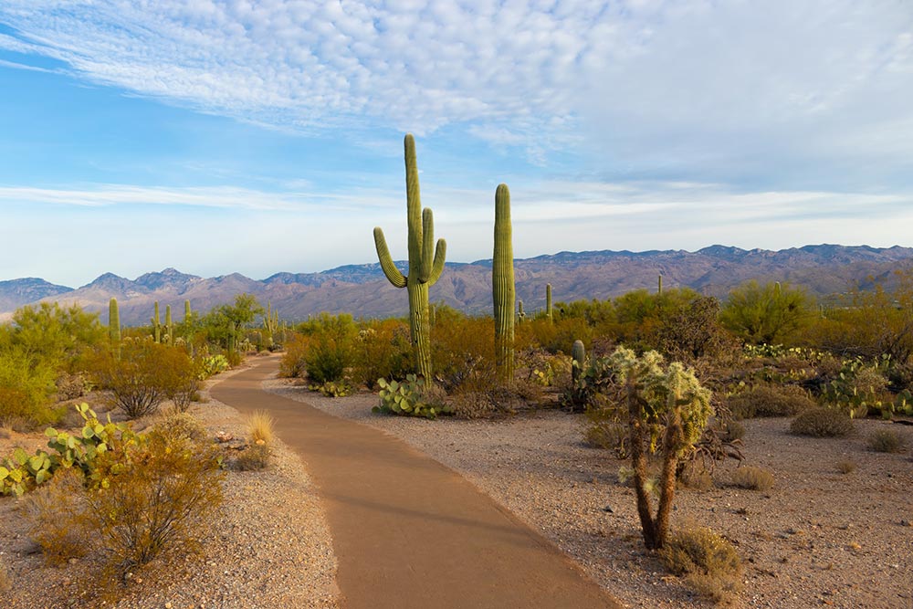 Arizona Nursing License & Board of Nursing Guide