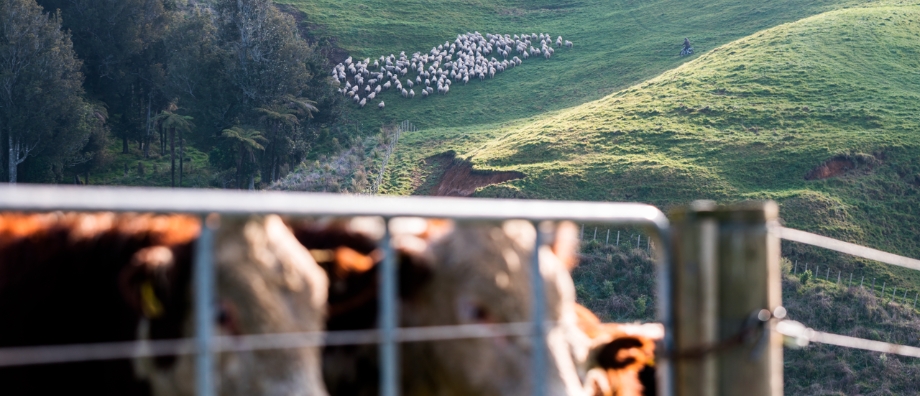 AgFirst Central | Office