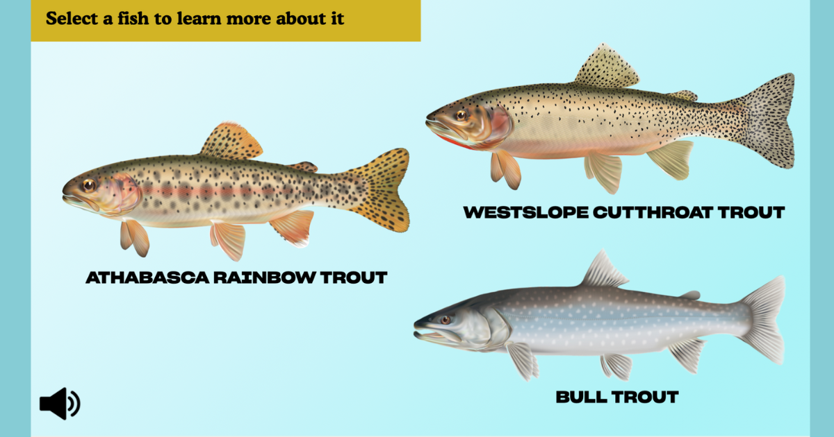 Meet Alberta's Native Trout