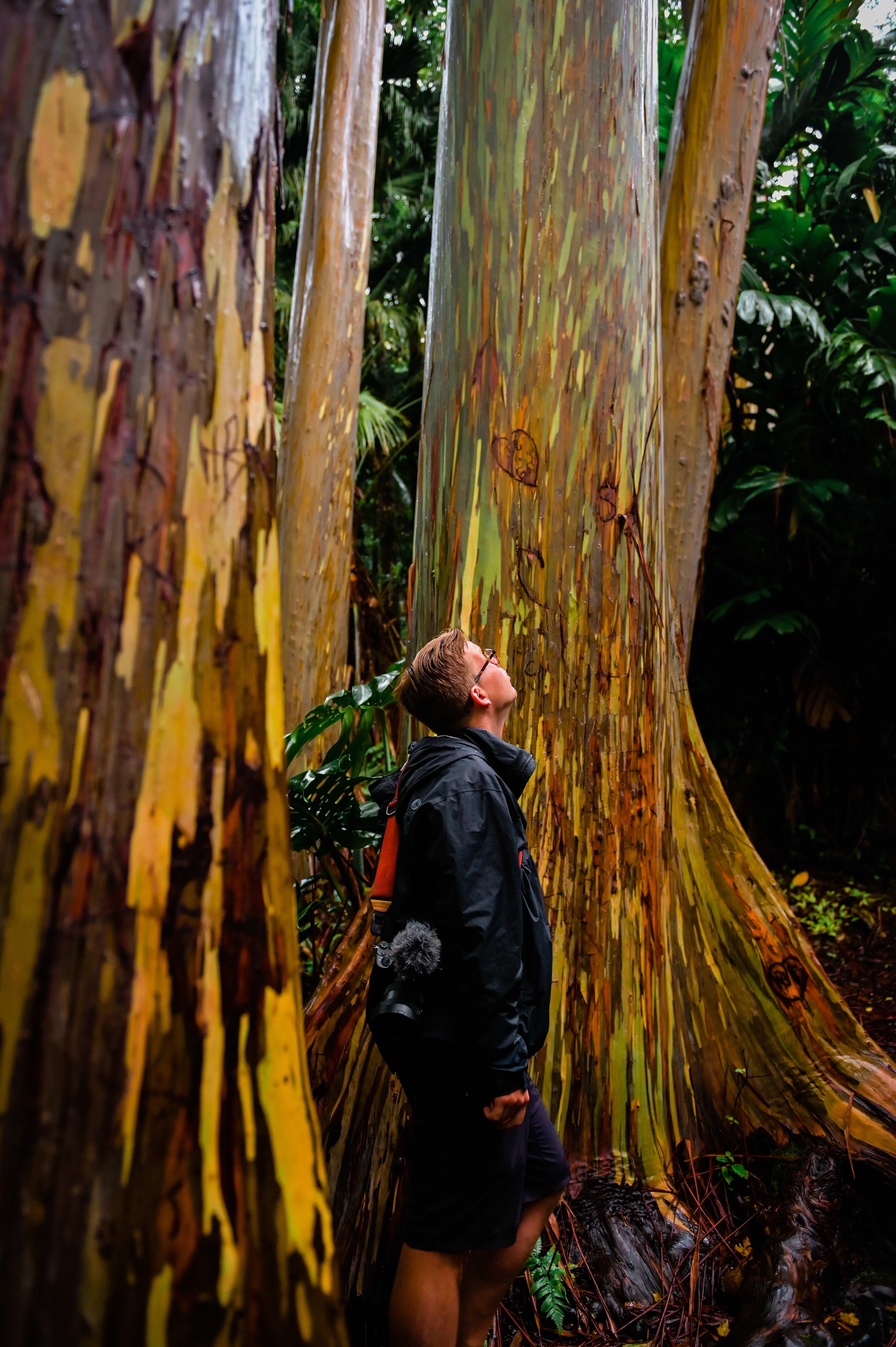 The Ultimate Guide to Maui's Road to Hana