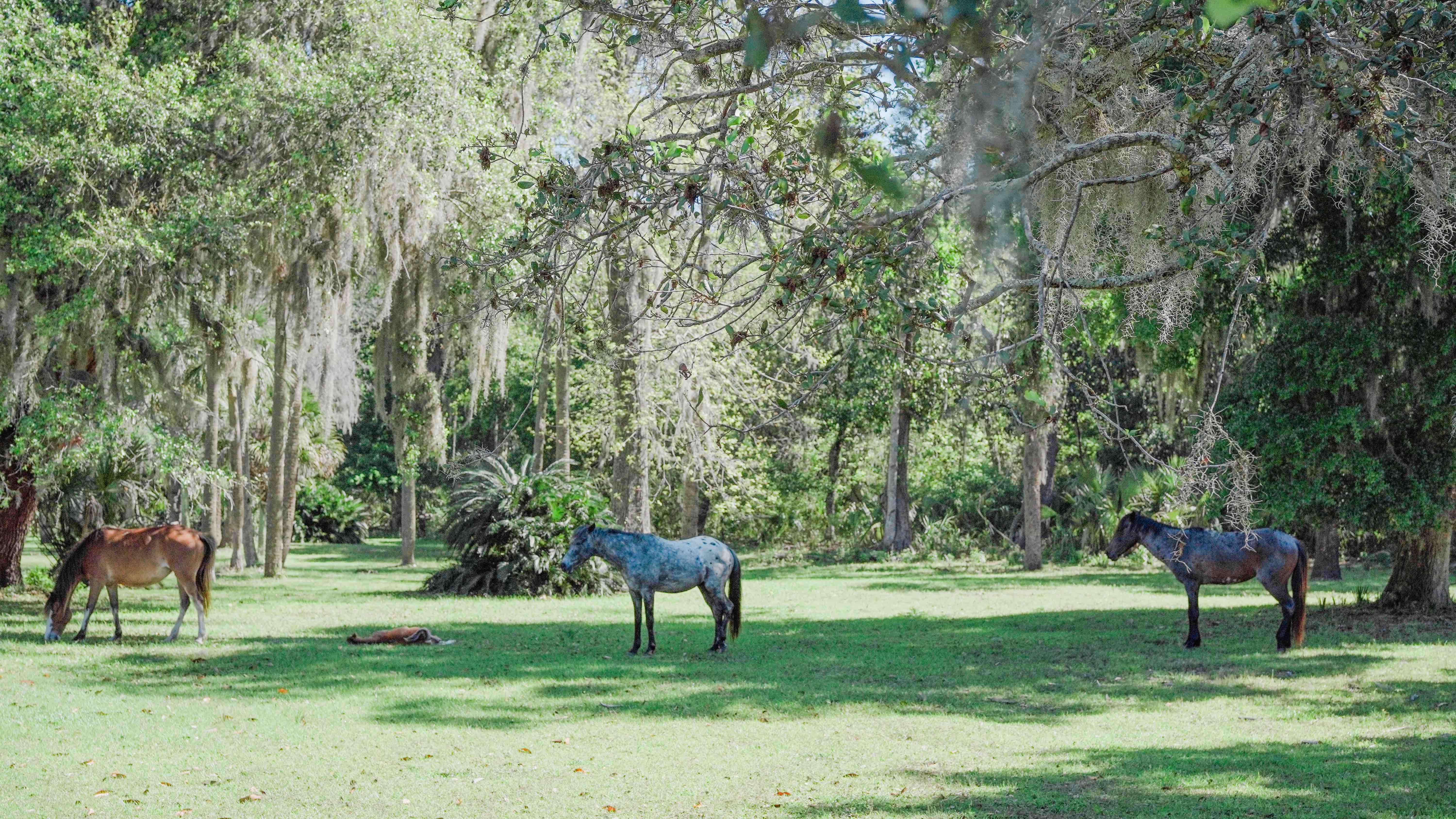 Cumberland Island: Travel guide to Georgia's island paradise