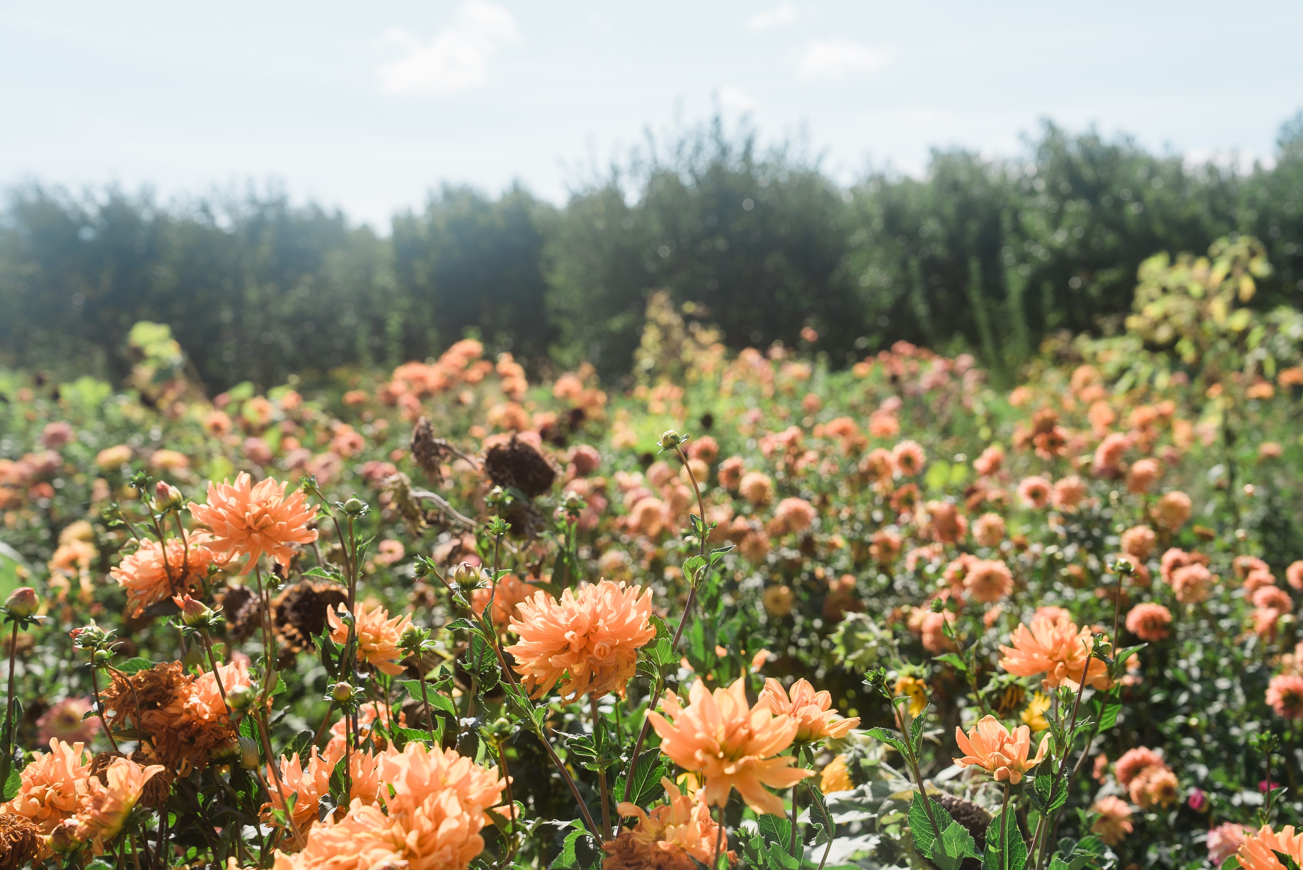 All the Best Stops on the Hood River Fruit Loop