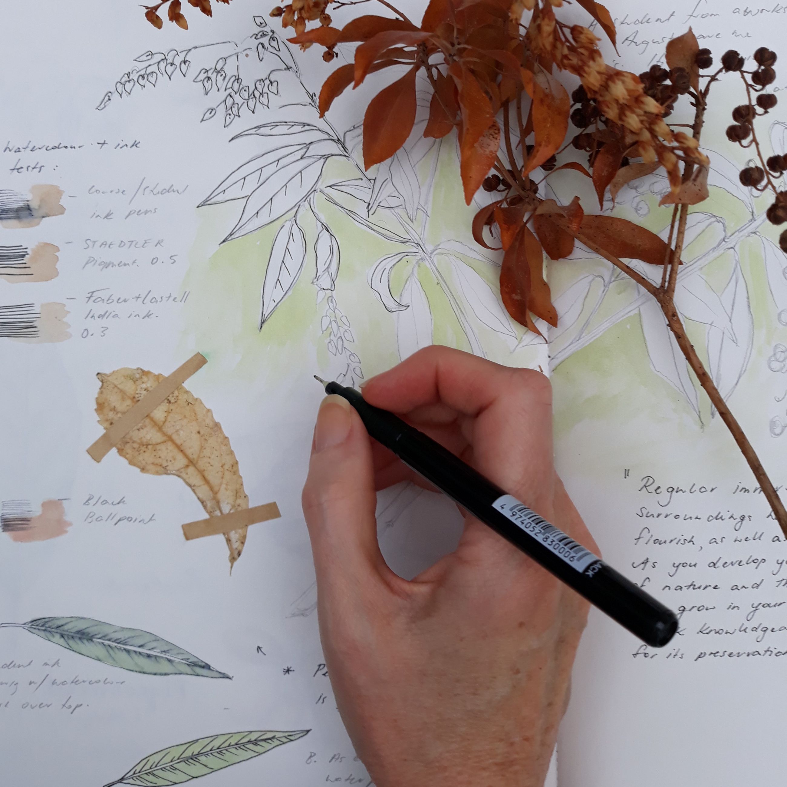 Introduction to Nature Journaling workshop with Dr Tabatha Forbes