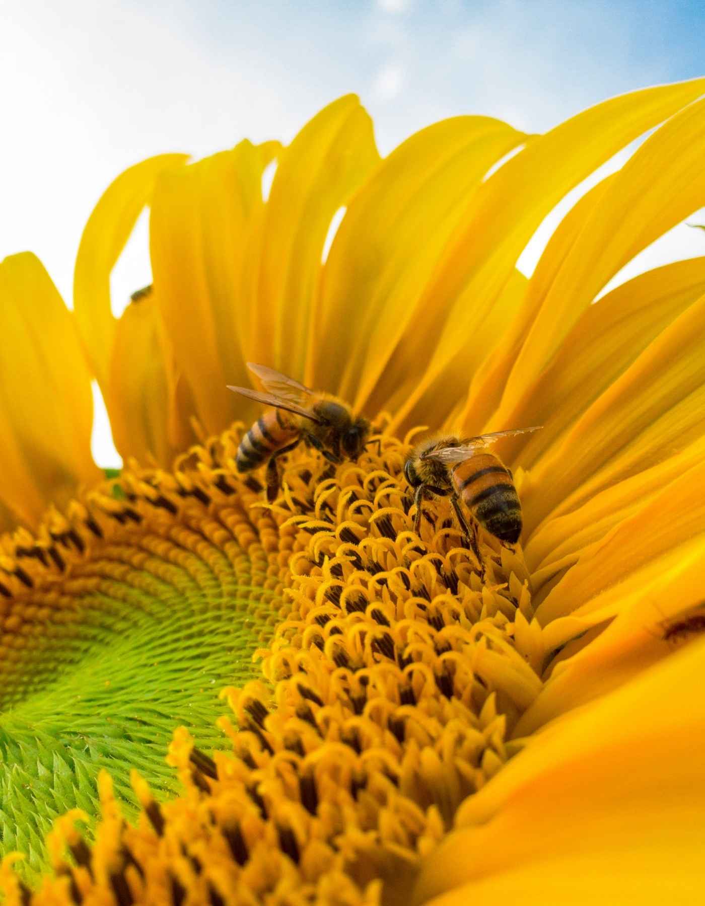 Green Hive | Ethical & Sustainable Brands Directory