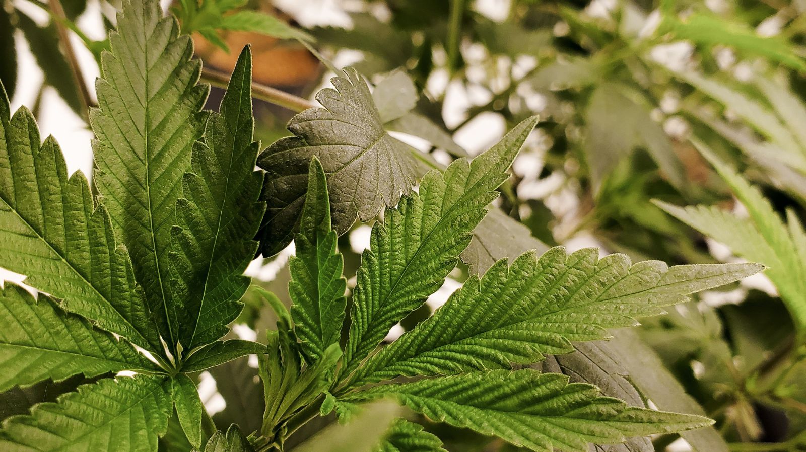 Natural Fiber Clothing: All the Essentials You Need to Know