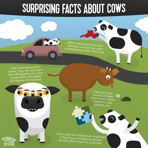 Surprising facts about cows! – Simple Happy Kitchen