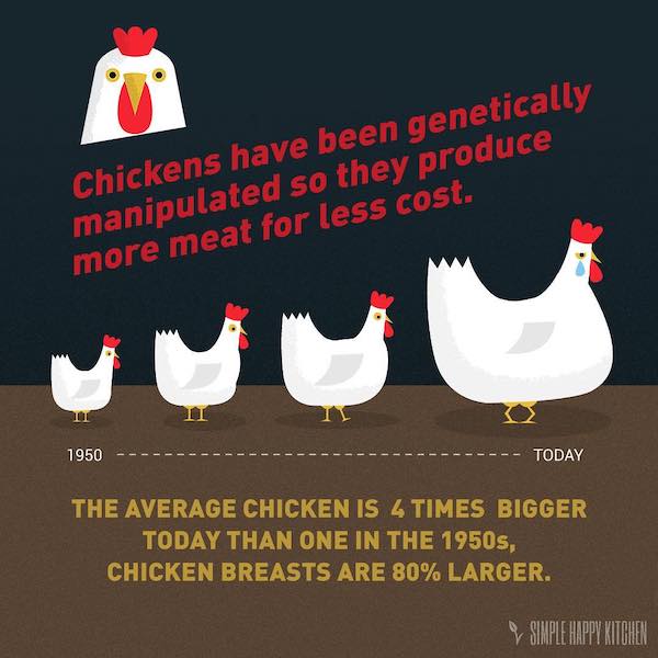 The average chicken is 4 times bigger today than one in the – Simple ...