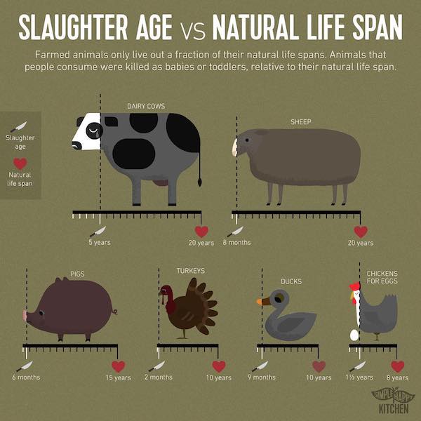 Slaughter age VS Natural life span – Simple Happy Kitchen