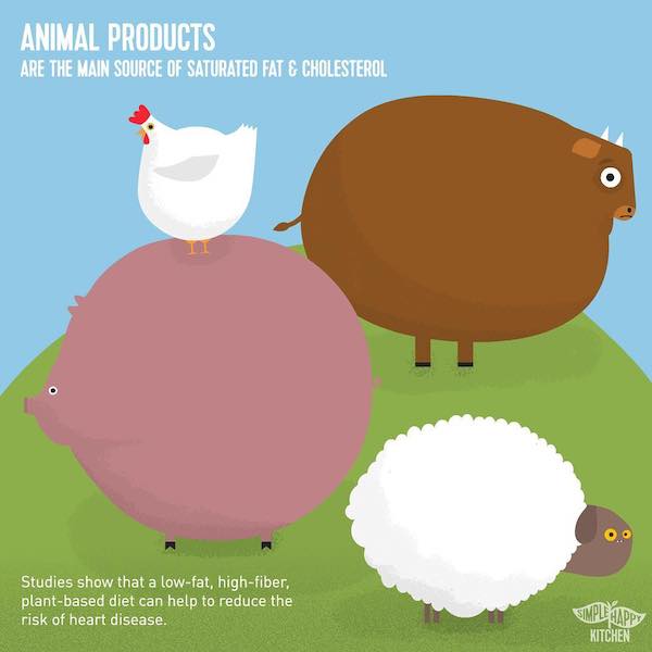 Animal products are the main source of saturated fat – Simple Happy Kitchen