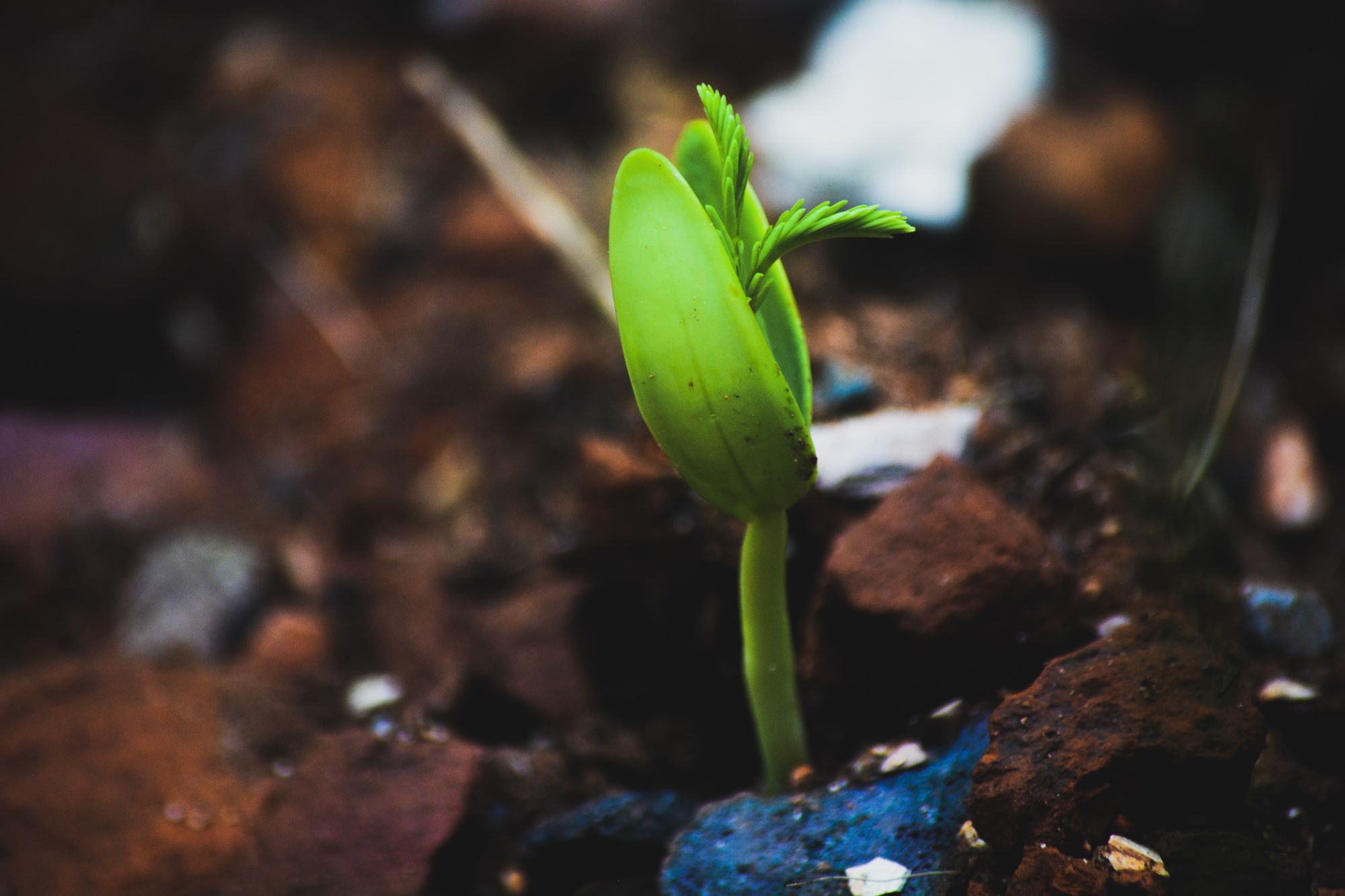 Justice Begins with Imagination (Ruha Benjamin) | How to Citizen