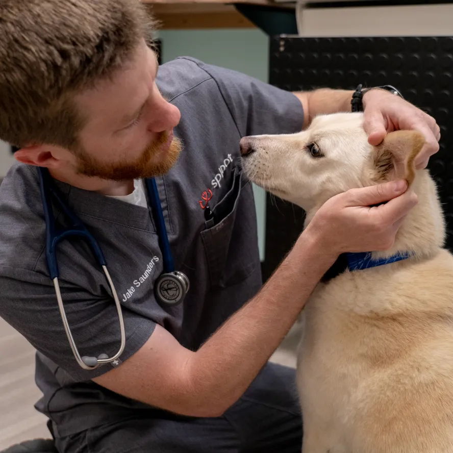 Best Urgent Pet Care in Denver, CO and Chicago, IL