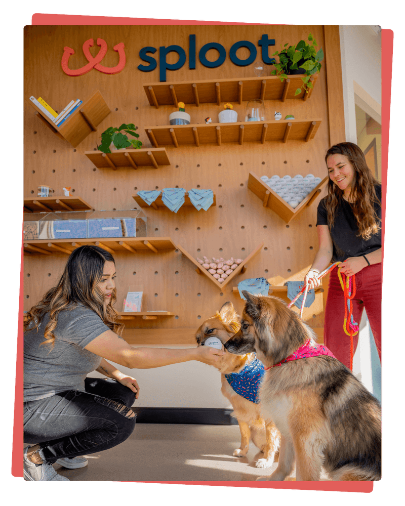 Denver Pet Care Clinics - Sploot Veterinary Care
