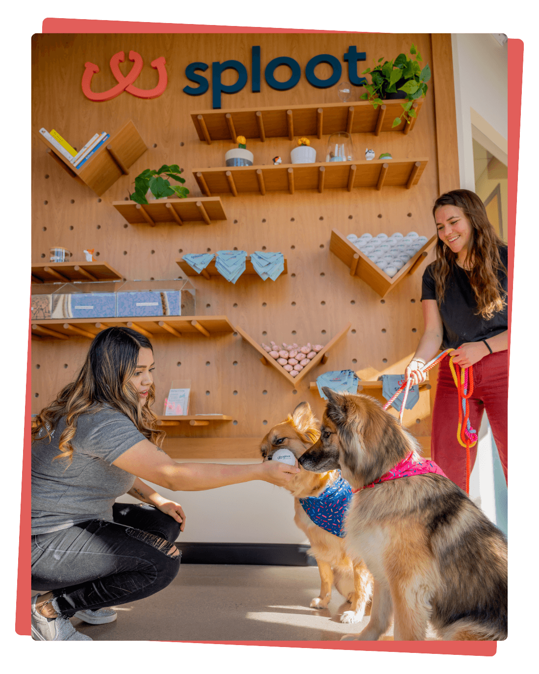 Denver Pet Care Clinics - Sploot Veterinary Care