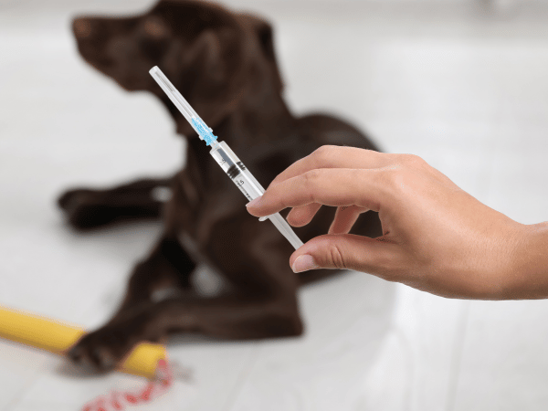 Dog Vaccines: Types, Schedules, & More [Vet-Approved Guide]