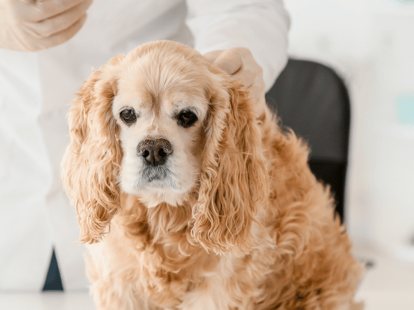 Dog Vaccines: Types, Schedules, & More [Vet-Approved Guide]