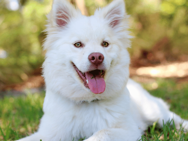 Understanding Dog Body Language & Behavior [with Pictures]