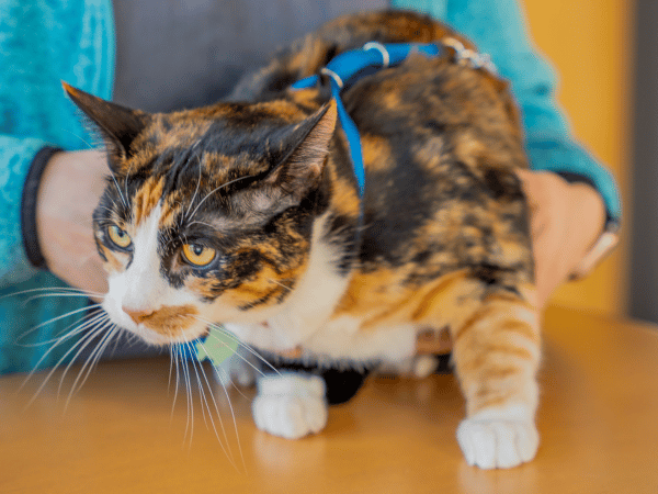 Cat Vaccines: Types, Schedules, & More [Vet-Approved Guide]