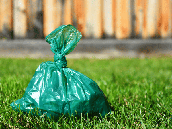 Dog Poop: Healthy vs. Unhealthy [Vet-Approved]