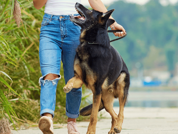 15 Must-Know Dog Walking Tips [Complete Guide]