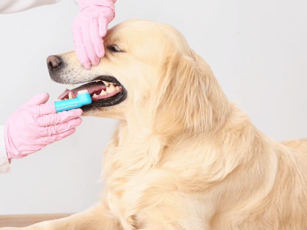 9 Common Dog Dental Problems: Symptoms & More [Vet-Approved]