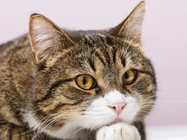 Cat Pain: 10 Need-to-Know Signs [Vet-Approved]