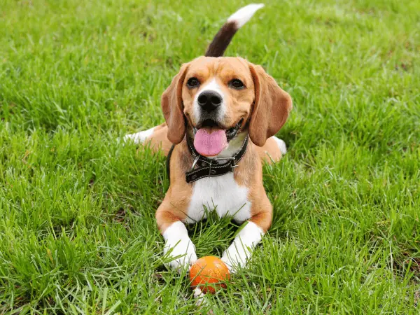 The 6 Best Dog Parks in Chicago, IL | Sploot Vets