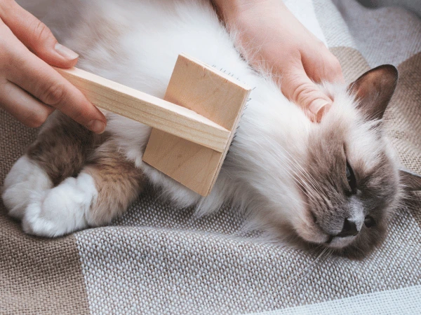 Cat Care Routine For a Healthy & Happy Cat