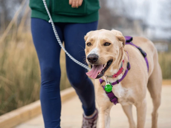 15 Must-Know Dog Walking Tips [Complete Guide]