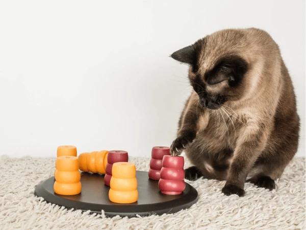 5 Fun Games for Cats to Keep Your Cat Fit & Sharp