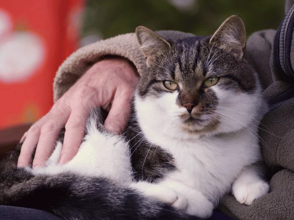 Caring for Senior or Older Dogs & Cats [A Vet-Approved Guide]