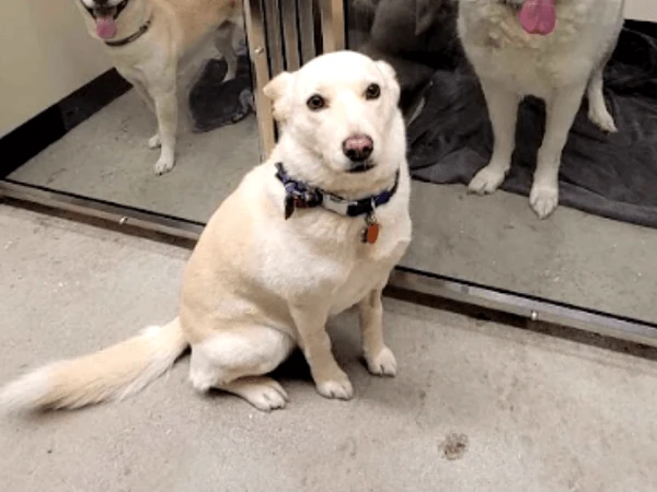 Must-Know Denver Dog Laws & Dog Licensing Requirements