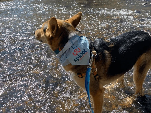 Must-Know Denver Dog Laws & Dog Licensing Requirements