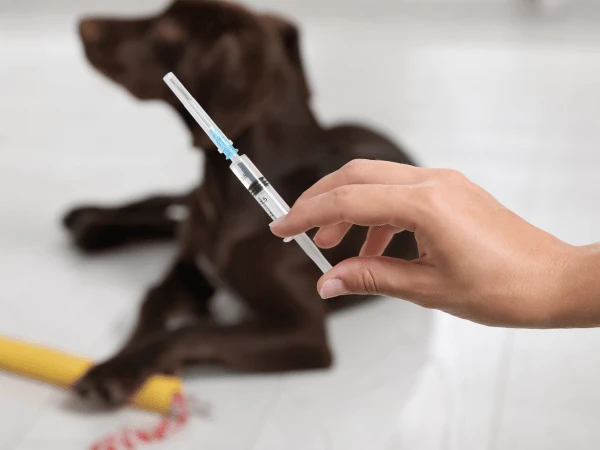 Dog Vaccines: Types, Schedules, & More [Vet-Approved Guide]