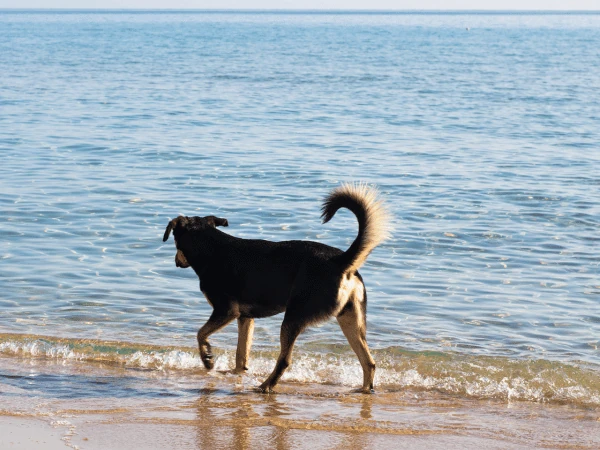 Top Dog Beaches Near Chicago, IL - Sploot Veterinary Care