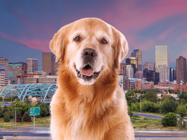 8 Amazing Dog-Friendly Activities Near Denver, CO | Sploot Vets