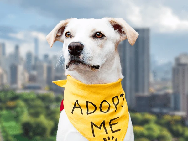 Adopt a Dog in Chicago, IL: 5 Best Dog Shelters